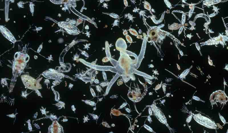 Mass murder in the ocean • Folksy Travel by Bill Smale